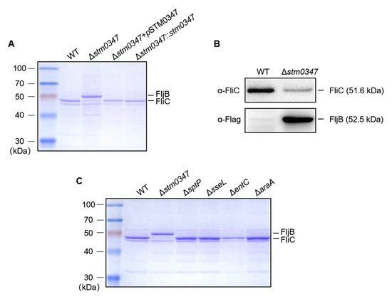 Salmonella Regulator STM0347 Mediates Flagellar Phase Variation via Hin ...