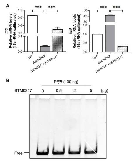 Salmonella Regulator STM0347 Mediates Flagellar Phase Variation via Hin ...