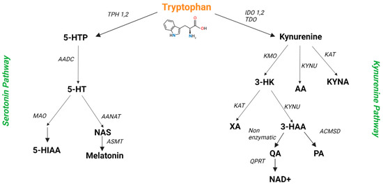 Tryptophan Metabolism in Depression: A Narrative Review with a Focus on ...