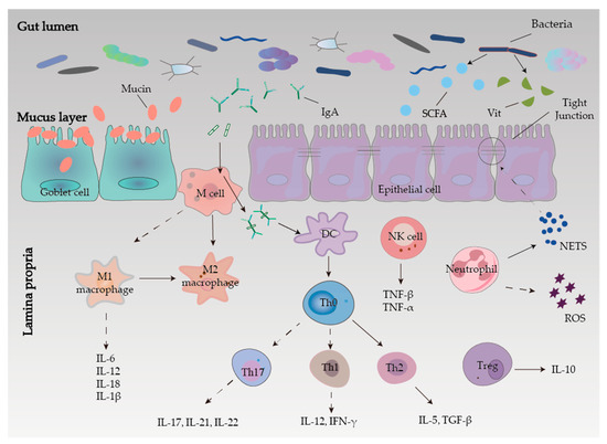 IJMS | Free Full-Text | Stem Cell-Based Therapies for Inflammatory ...