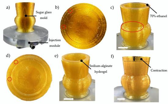 Biofabrication of Sodium Alginate Hydrogel Scaffolds for Heart Valve ...