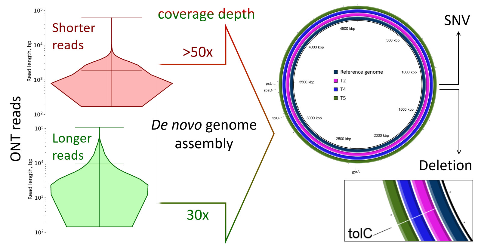 IJMS | Free Full-Text | Nanopore Sequencing for De Novo Bacterial ...