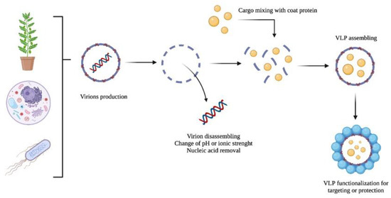 Virus-like Particles: Fundamentals and Biomedical Applications