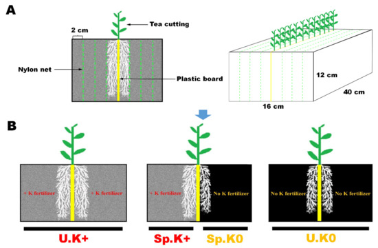 Root Foraging Strategy Improves the Adaptability of Tea Plants ...
