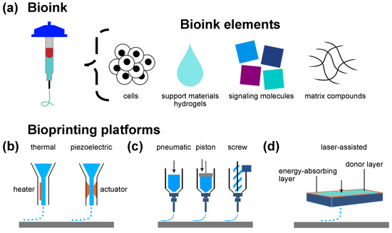 Ijms Free Full Text Vascularization In Bioartificial Parenchymal