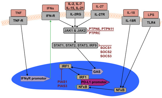 Beyond Cancer: Regulation and Function of PD-L1 in Health and Immune ...