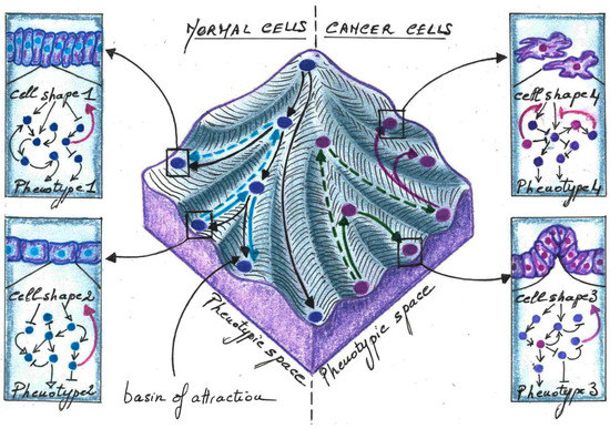IJMS | Free Full-Text | Cell Architecture-Dependent Constraints ...