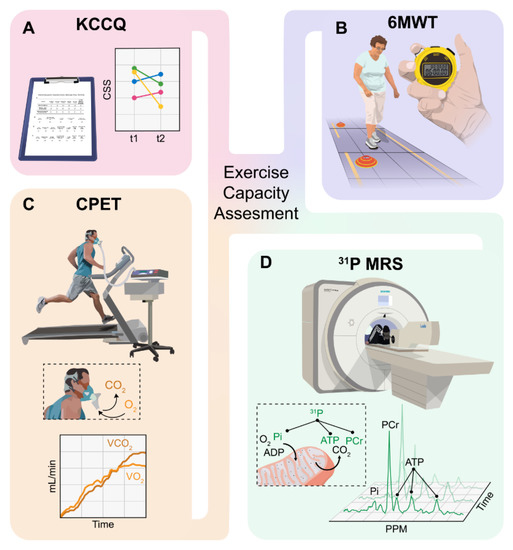 Could SGLT2 Inhibitors Improve Exercise Intolerance in Chronic Heart ...