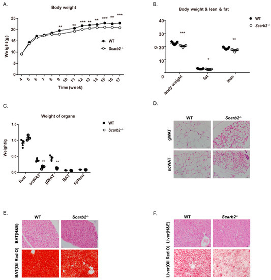 The Deficiency of SCARB2/LIMP-2 Impairs Metabolism via Disrupted mTORC1 ...