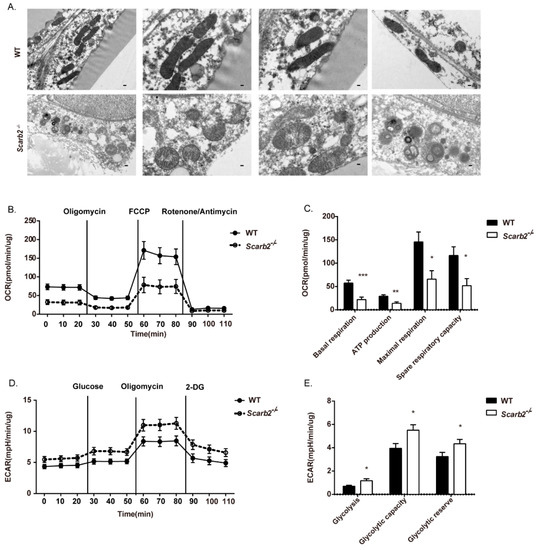The Deficiency of SCARB2/LIMP-2 Impairs Metabolism via Disrupted mTORC1 ...