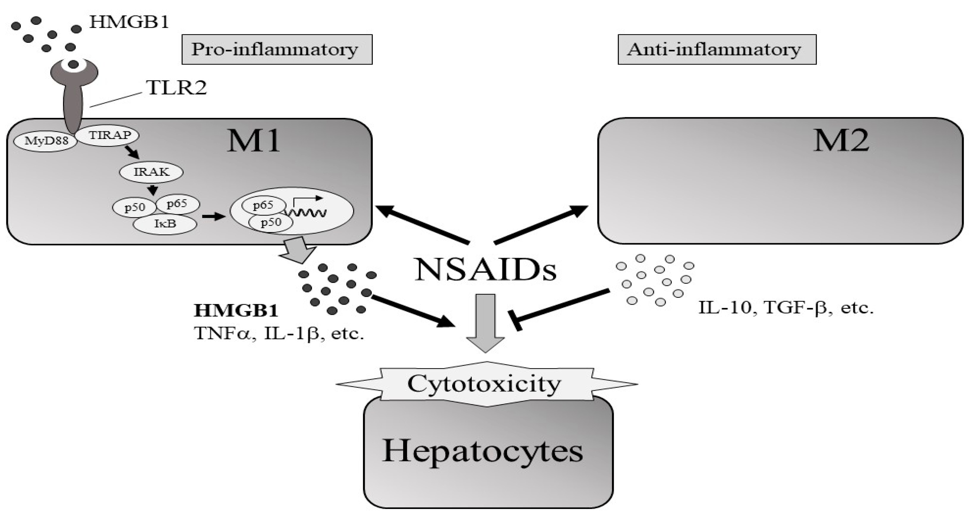 Ijms Free Full Text Diclofenac Induced Cytotoxicity In Direct And