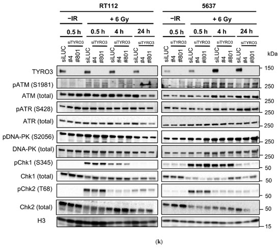 Tyro3 Targeting as a Radiosensitizing Strategy in Bladder Cancer ...