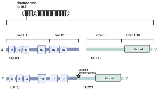 FGFR3-TACCs3 Fusions and Their Clinical Relevance in Human Glioblastoma