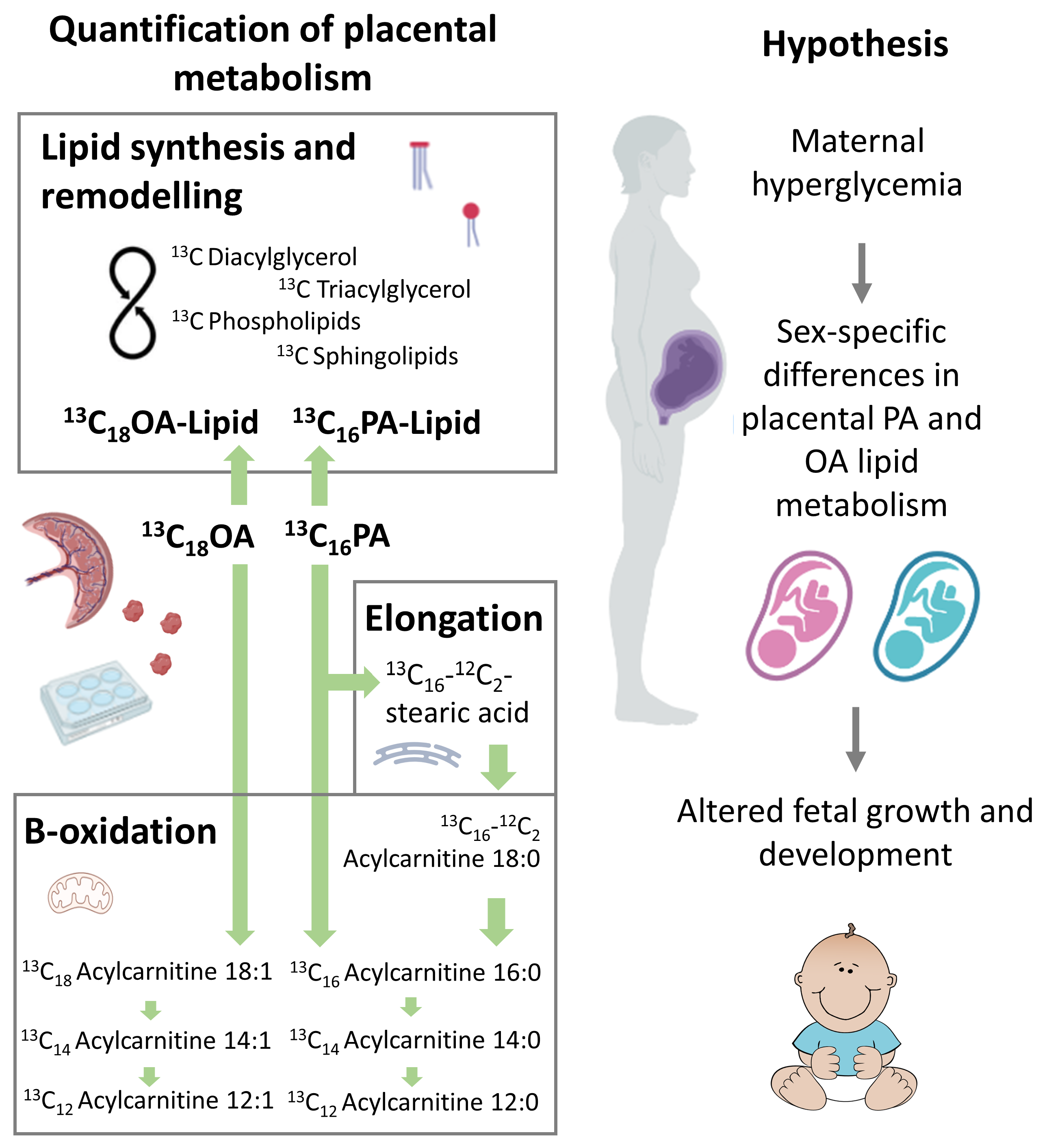 Ijms Free Full Text Sex Dependent Regulation Of Placental Oleic