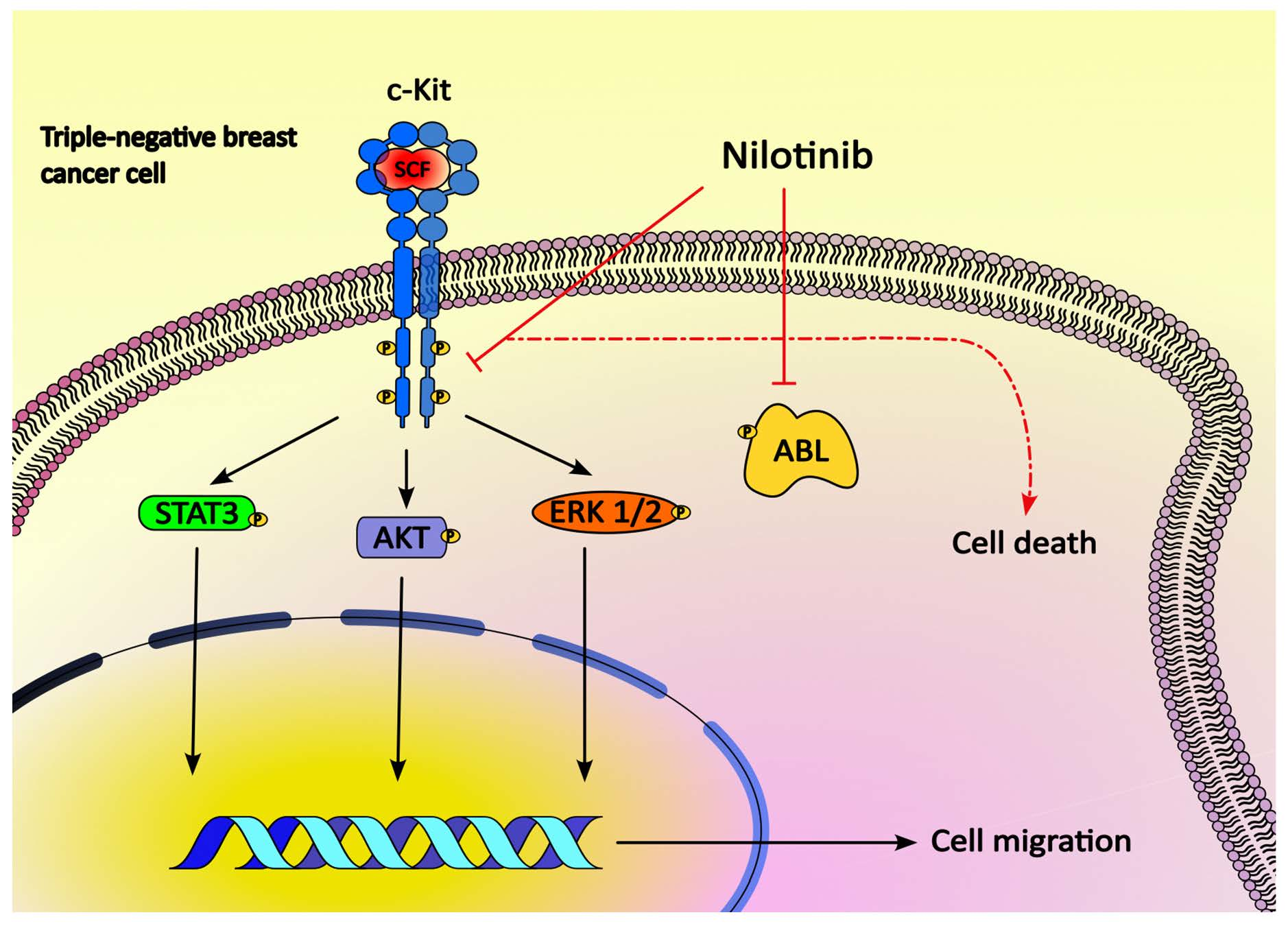 IJMS | Free Full-Text | c-Kit Induces Migration of Triple-Negative ...