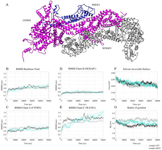 Molecular Dynamics of CYFIP2 Protein and Its R87C Variant Related to ...
