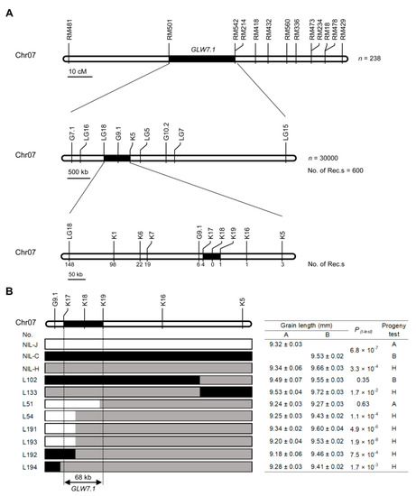 GLW7.1, a Strong Functional Allele of Ghd7, Enhances Grain Size in Rice