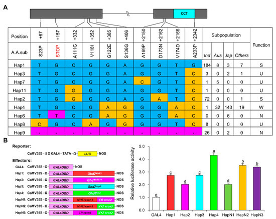 GLW7.1, a Strong Functional Allele of Ghd7, Enhances Grain Size in Rice