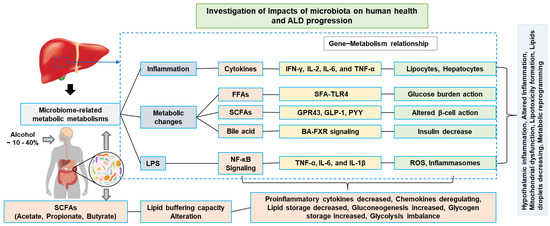 Microbiome-Based Metabolic Therapeutic Approaches in Alcoholic Liver ...