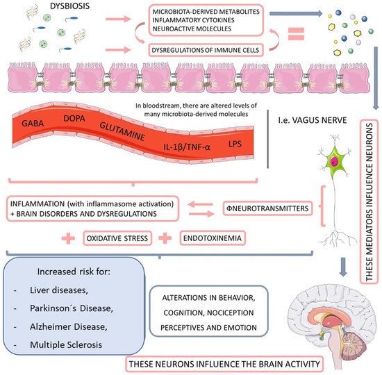 IJMS | Free Full-Text | The Effects of Probiotics, Prebiotics and Synbiotics in Non-Alcoholic ...