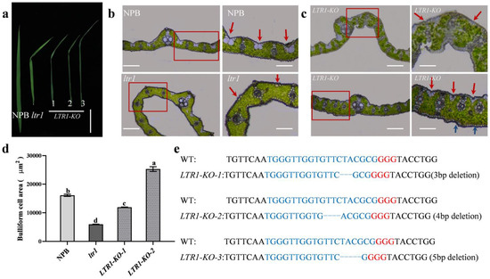 LEAF TIP RUMPLED 1 Regulates Leaf Morphology and Salt Tolerance in Rice