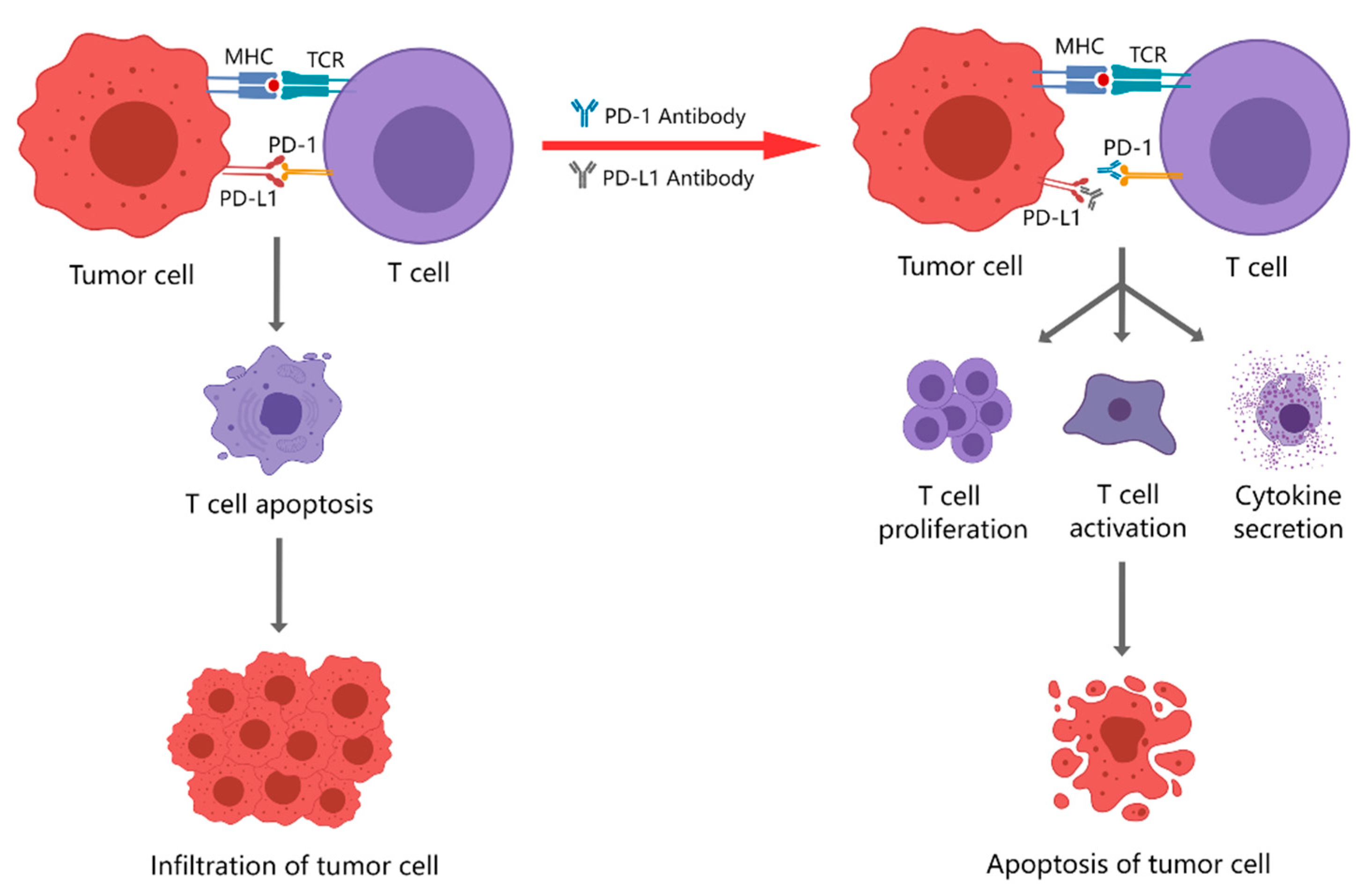 Pd 1 Pd L1 Based Immunotherapy For Metastatic Triple Negative Breast