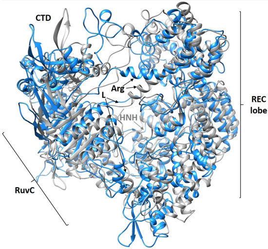 Thermodynamic Swings: How Ideal Complex of Cas9–RNA/DNA Forms