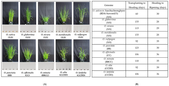 IJMS | Special Issue : Rice Molecular Breeding and Genetics