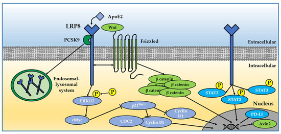 Low-Density Lipoprotein Receptor-Related Protein 8 at the Crossroad ...