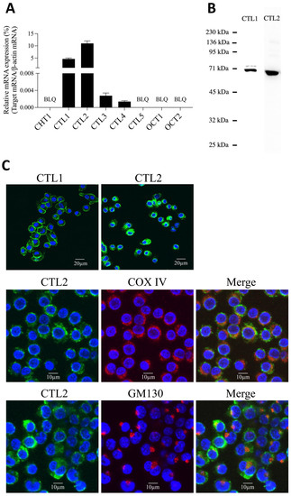 Functional Expression of Choline Transporters in Microglia and Their ...