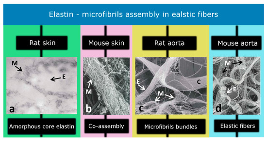 Elastic Fibers Structure