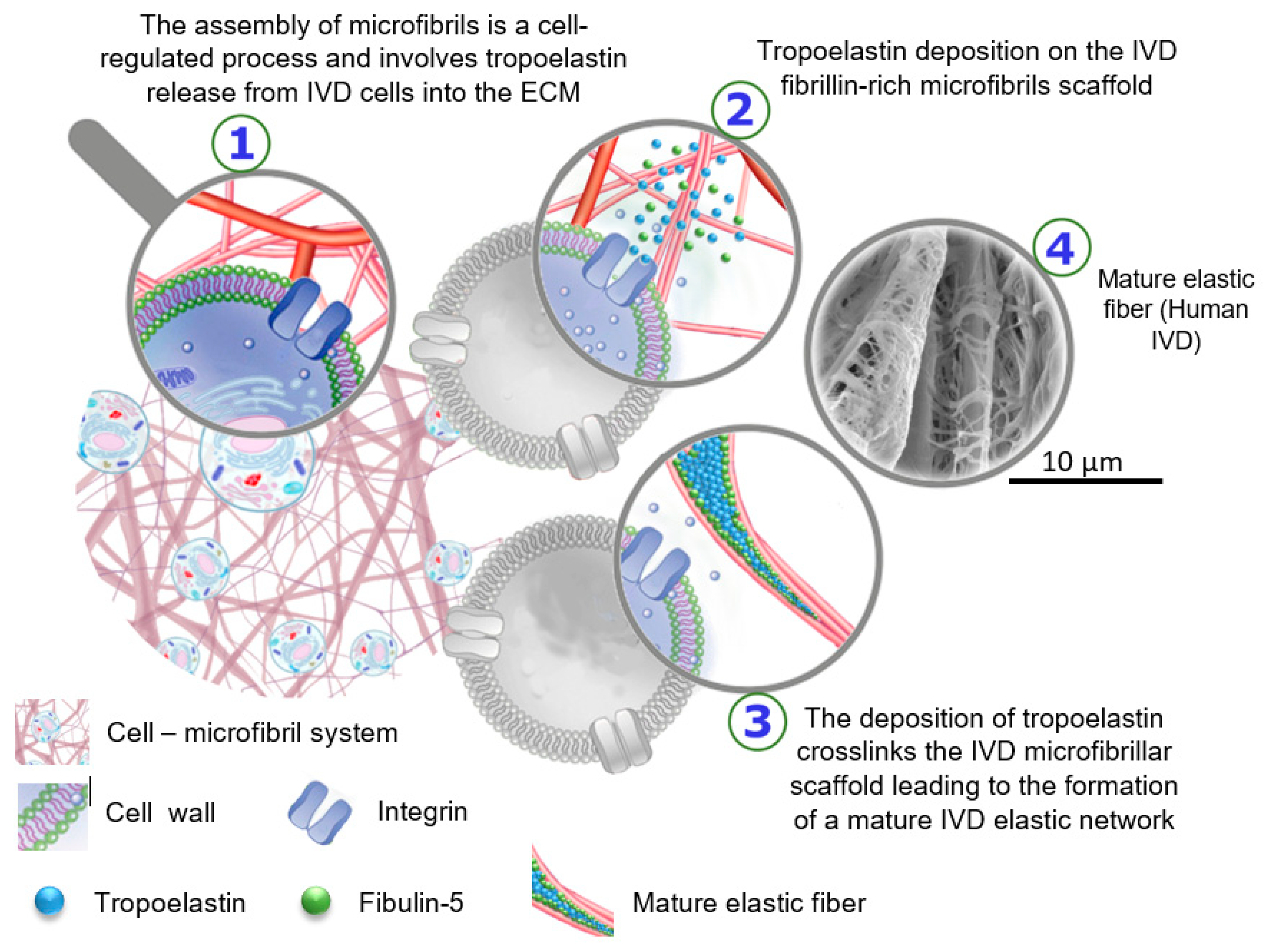 Elastic Fibers Em