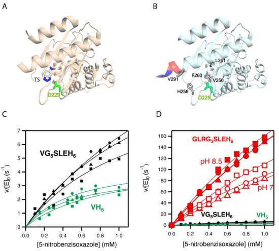 Efficient Base-Catalyzed Kemp Elimination in an Engineered Ancestral Enzyme