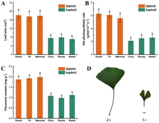 High-Depth Transcriptome Reveals Differences in Natural Haploid Ginkgo ...