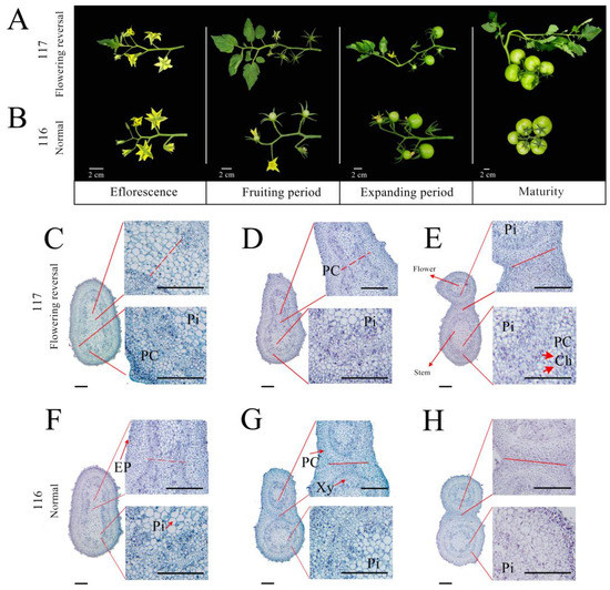 Transcriptome Analysis to Identify Genes Related to Flowering Reversion ...