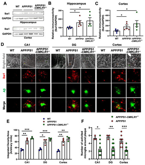 The Chemerin/CMKLR1 Axis Is Involved in the Recruitment of Microglia to ...