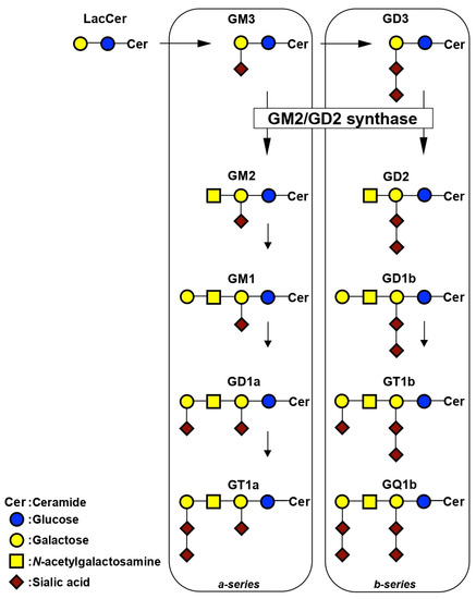 Attenuation of Bone Formation through a Decrease in Osteoblasts in ...