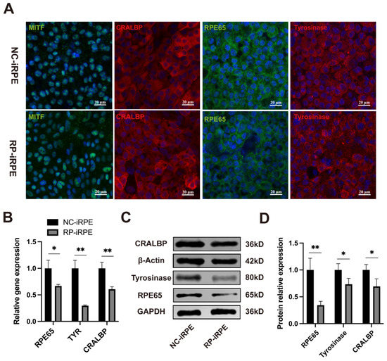 Aberrant Retinal Pigment Epithelial Cells Derived from Induced ...