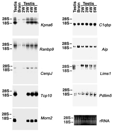 Analysis of Ser/Thr Kinase HASPIN-Interacting Proteins in the Spermatids