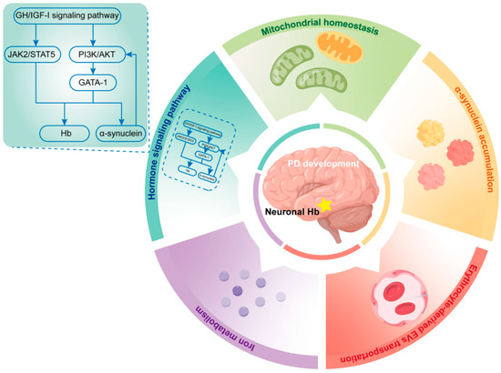 IJMS | Free Full-Text | Physiological and Pathological Functions of ...