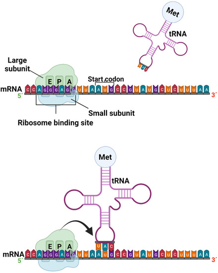 IJMS | Free Full-Text | Ribosomes: The New Role of Ribosomal Proteins ...