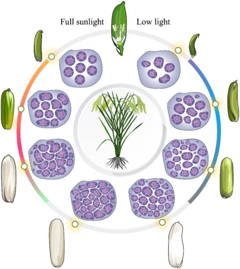 Low Light Stress Increases Chalkiness by Disturbing Starch Synthesis ...