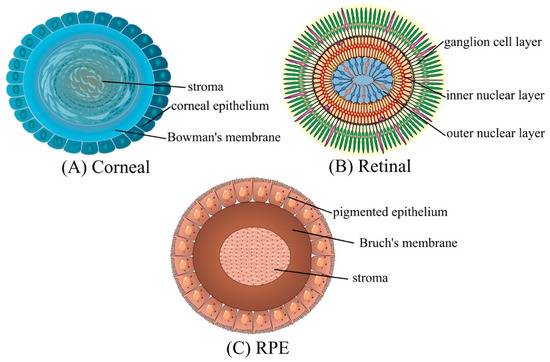 Looking into the Eyes—In Vitro Models for Ocular Research