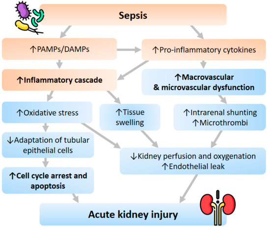 IJMS | Free Full-Text | Sepsis and Acute Kidney Injury: A Review Focusing on the Bidirectional ...