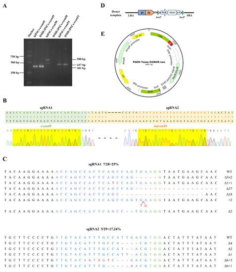 IJMS | Free Full-Text | Full-Length Dystrophin Restoration via Targeted ...