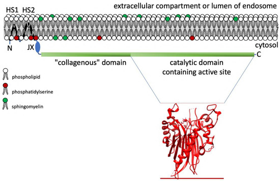Ijms Special Issue Ectopic Calcification In Hereditary And Acquired