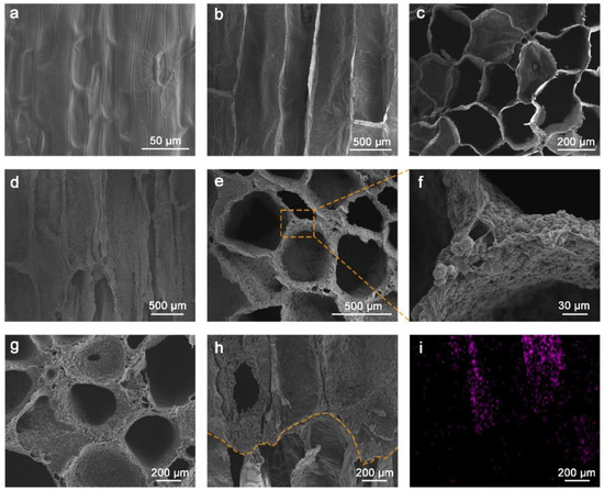 Janus Biopolymer Sponge with Porous Structure Based on Water Hyacinth ...