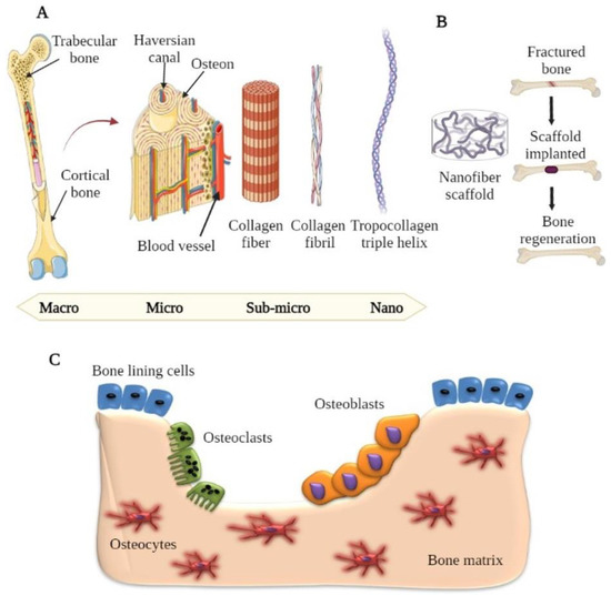 Electrospun Biomimetic Nanofibrous Scaffolds: A Promising Prospect for ...