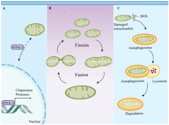 IJMS | Free Full-Text | Macrophage Polarization Mediated by Mitochondrial Dysfunction Induces ...