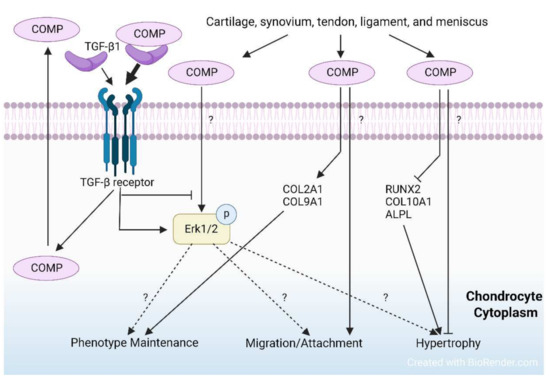 Cartilage Oligomeric Matrix Protein, Diseases, and Therapeutic ...